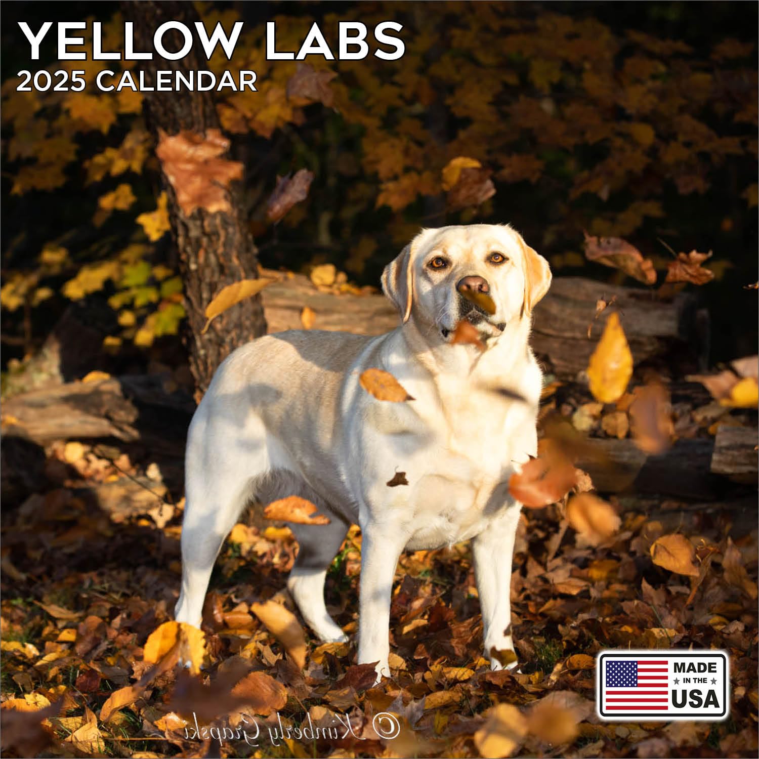 2025 Yellow Labrador Calendar - Dog Breed Wall Calendar - 12 x 24 Open ...