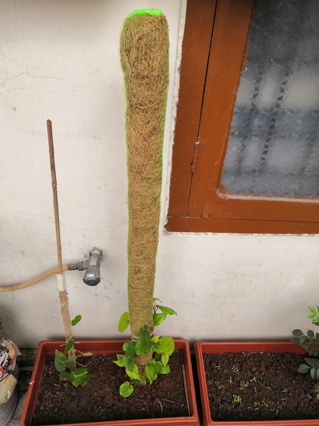 COIR GARDEN Coir Moss Stick - 2 Pack, 3.5 ft (106 cm) - Coco Pole ...