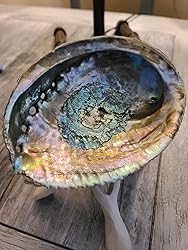 Amazon.com: Alternative Imagination Hand Selected 3 to 4 Inch Abalone ...