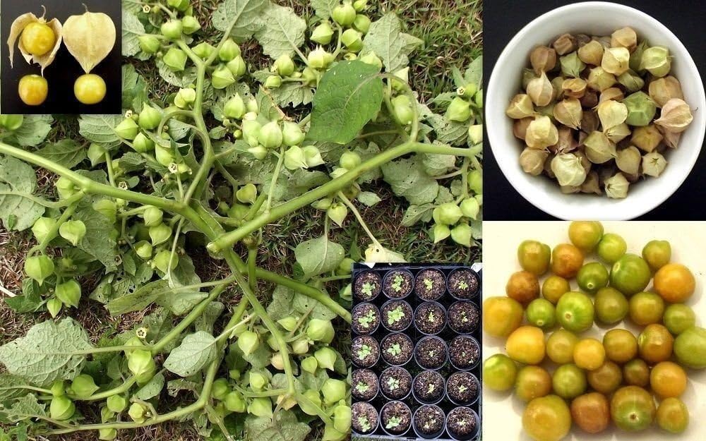Amazon.com : Gooseberry Seeds (Physalis Peruviana) , Poha Berry,Aunt ...