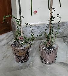 Green Paradise® Bonsai Jade Goodluck Tree 6 years old With Pot (Live ...