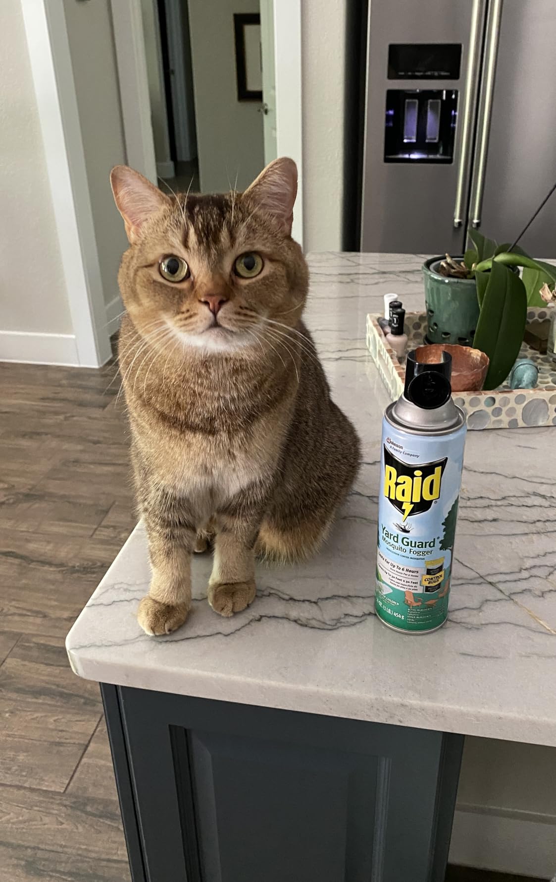 Amazon.com: Raid Yard Guard, 16 OZ (Pack of 3) : Patio, Lawn & Garden