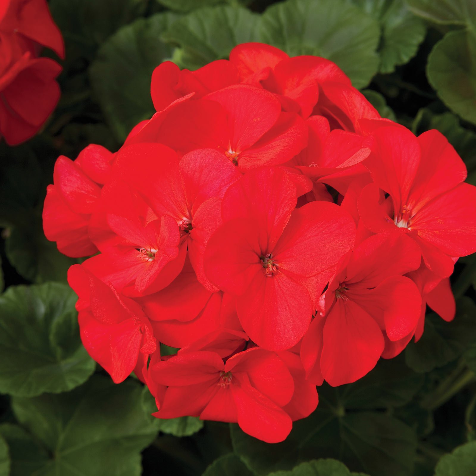 5 Best Scented Geranium Seeds | Stop Buying Scentless Geraniums