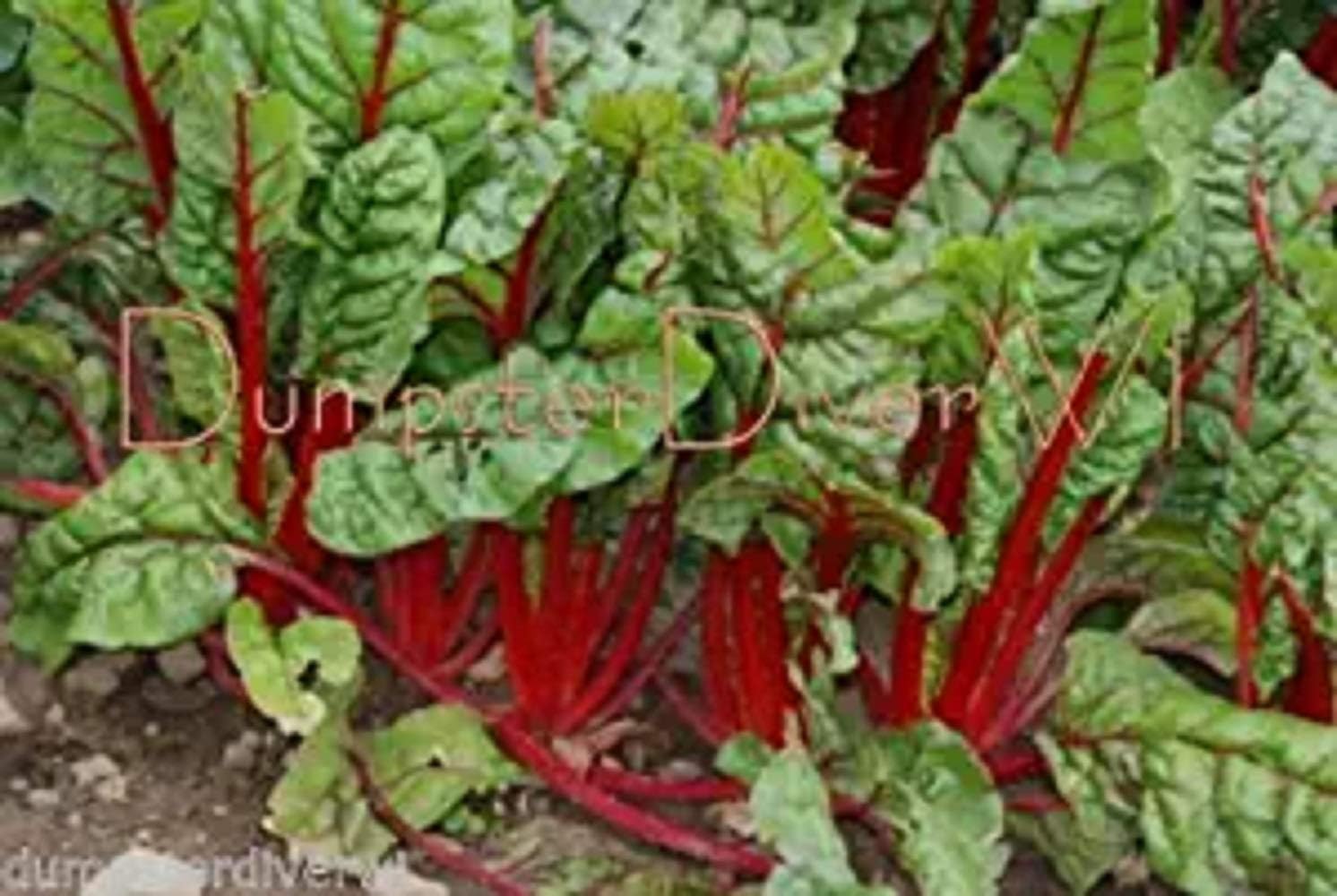 Amazon.com : Ruby RED Swiss Chard Organic Heirloom 55 Days Sweet Tender ...