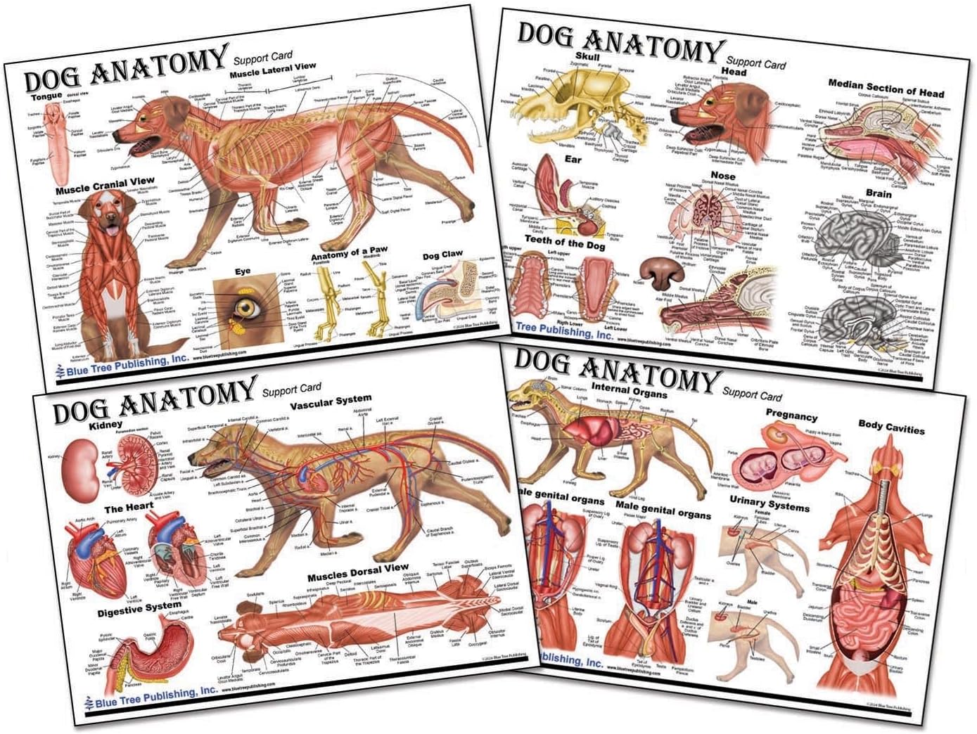 Blue Tree Publishing Dog Anatomy Chart Set with Ear Philippines | Ubuy
