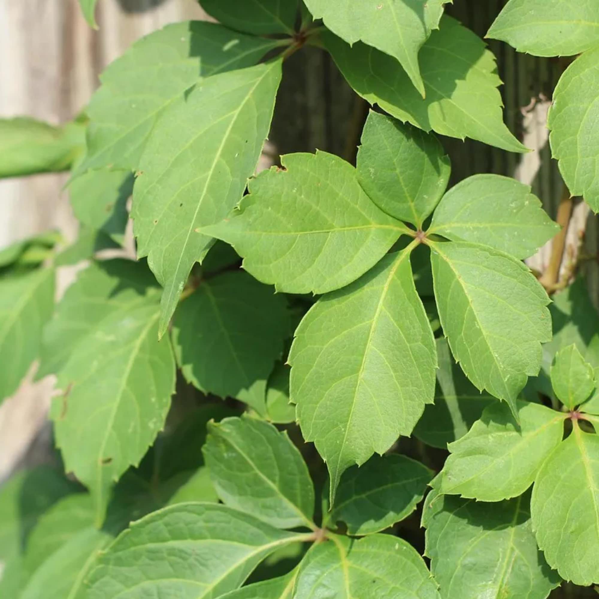 Five Leaf Plants Identification Virginia Creeper WeedAlert