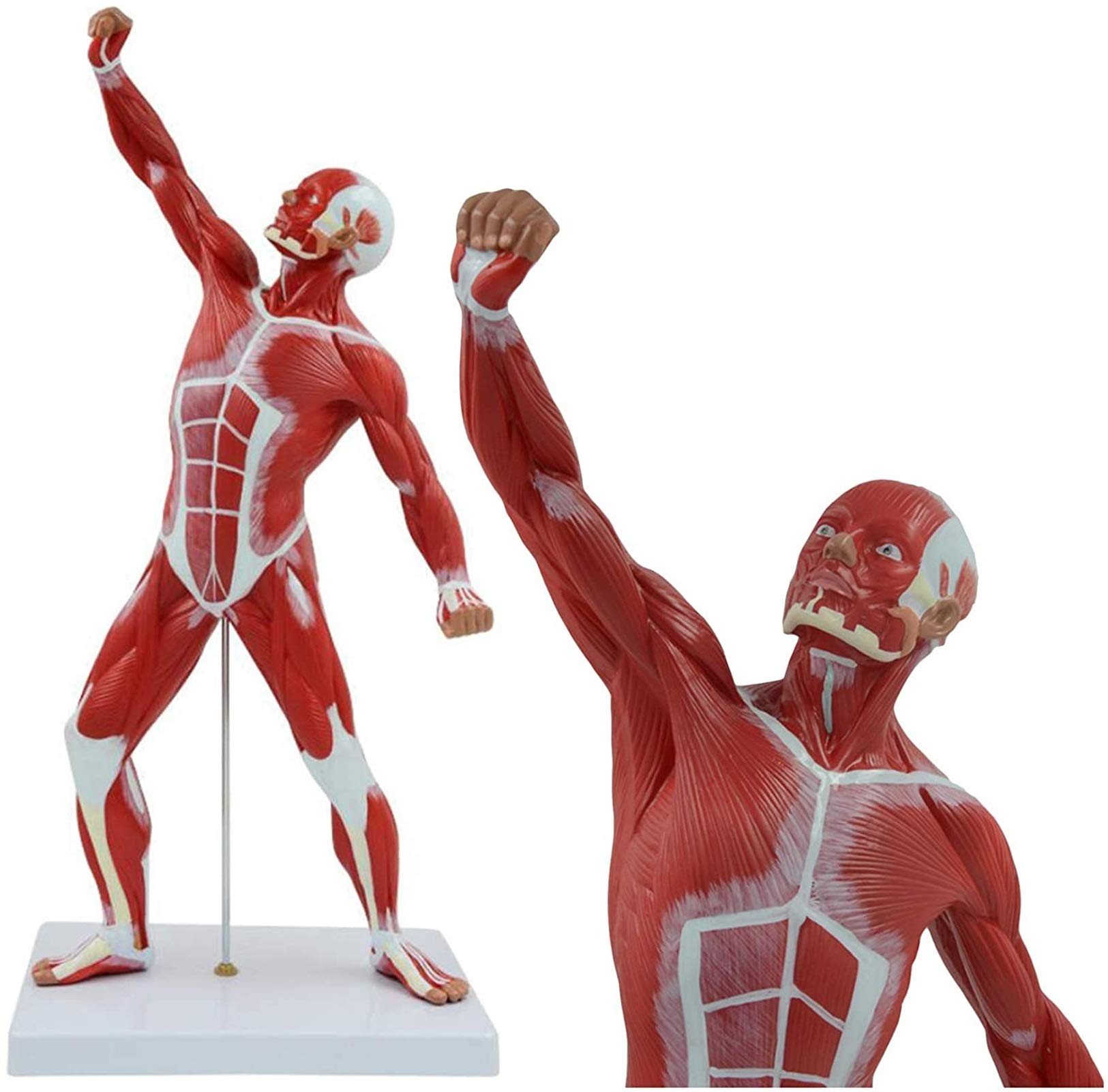 Buy Anatomy Model, 20" Human Muscle Model - Miniature Muscular System ...