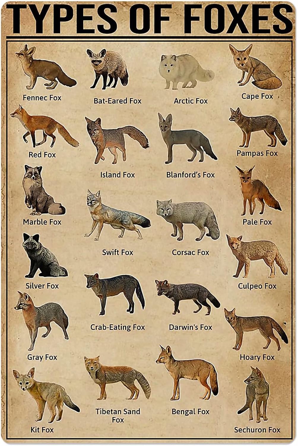Amazon.com: JIUFOTK Types Of Foxes Metal Tin Signs Foxes Knowledge ...