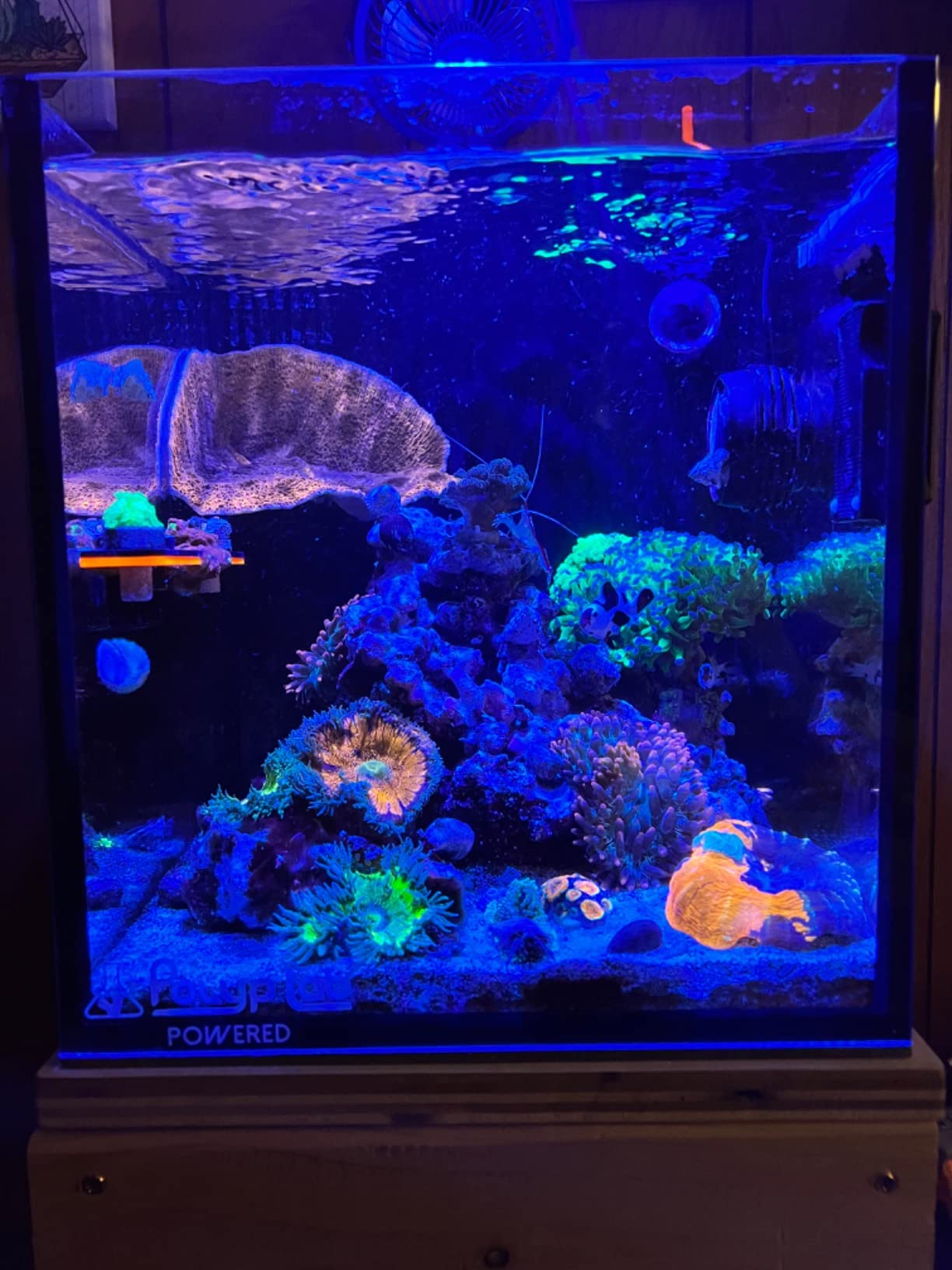 $6/mo - Finance Fritz Aquatics 80280 Reef Pro Mix Complete Marine Salt ...