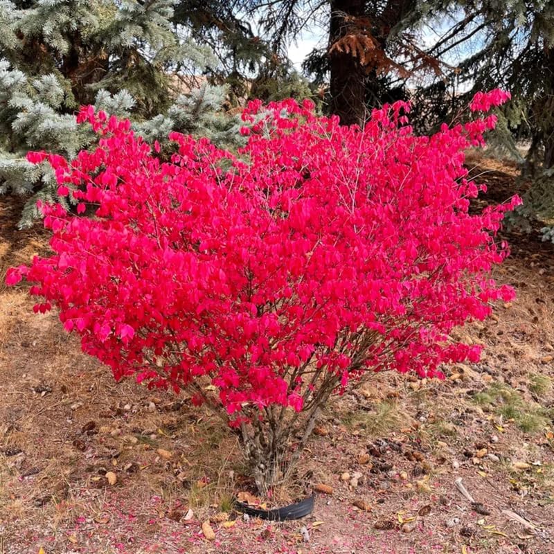 Amazon.com : Red Burning Bush Plant, Dwarf Burning Bush Tree, Euonymus ...