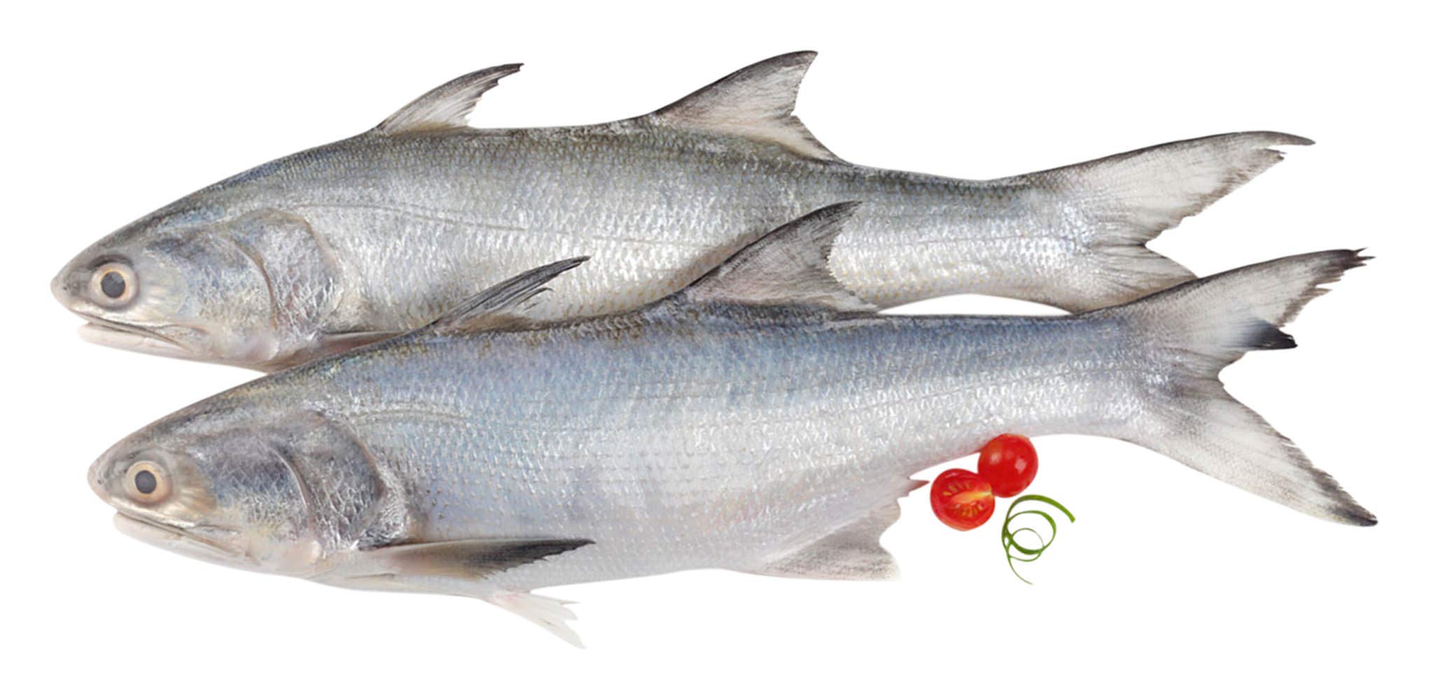 Indian Salmon Fish