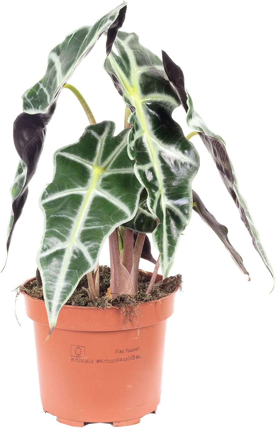 Foglia di freccia – Pianta d'appartamento, Alocasia 'Polly' – Altezza ...
