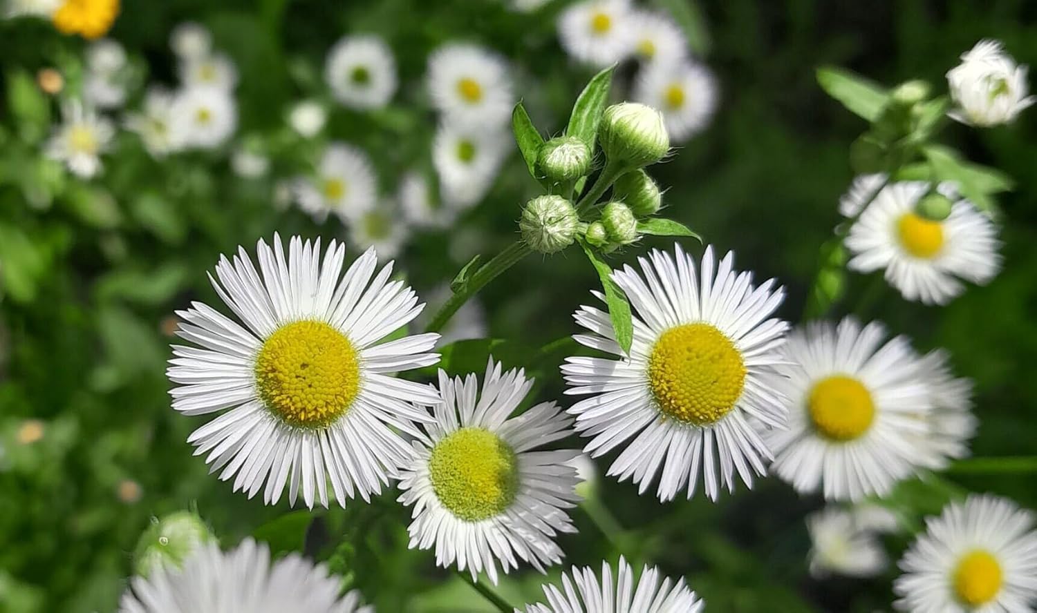 Amazon.com : Organic, Non-GMO Northern Daisy Fleabane, Erigeron annuus ...