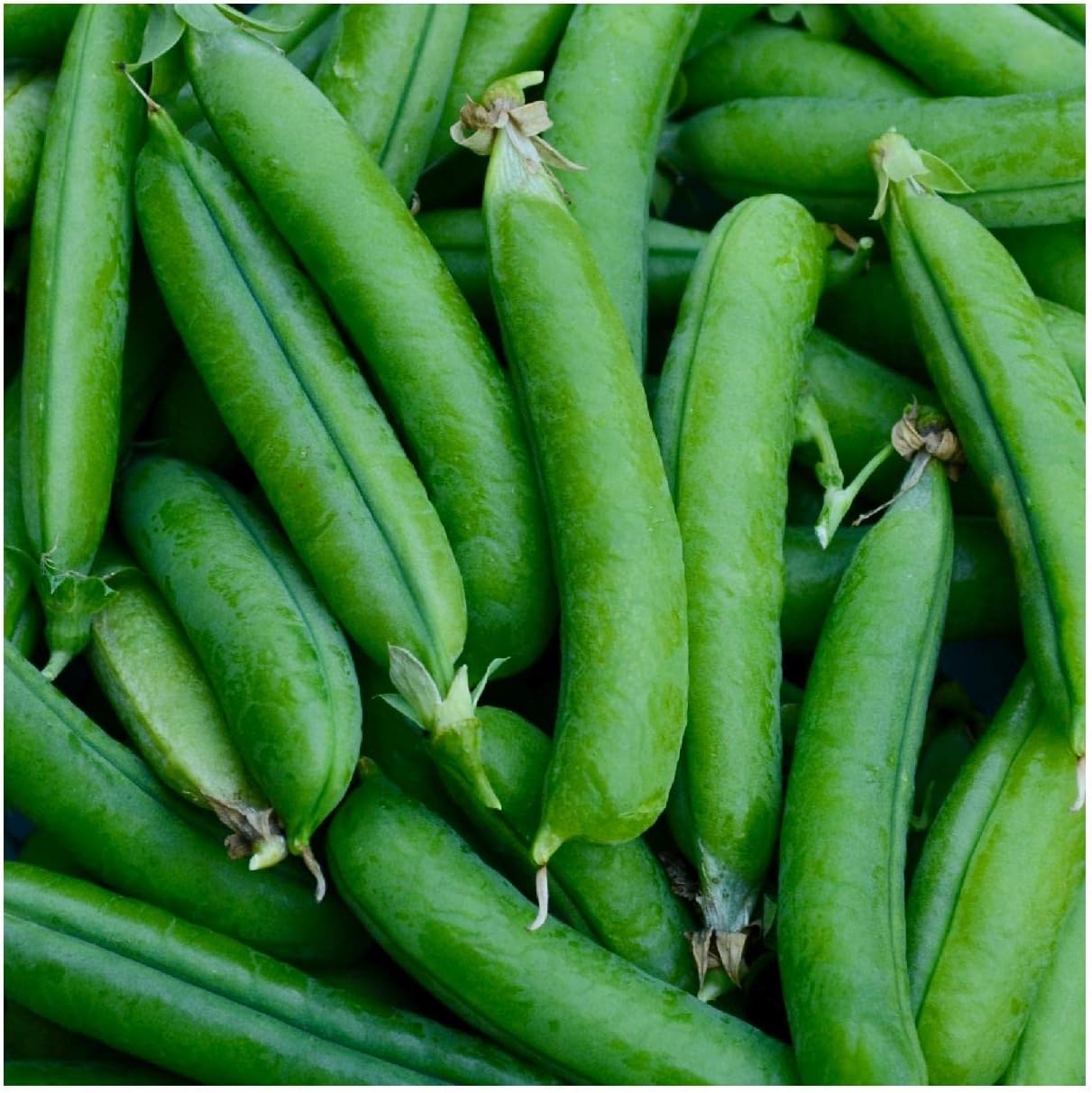 Amazon.com : Everwilde Farms - 1 Lb Little Marvel Pea Seeds - Gold ...
