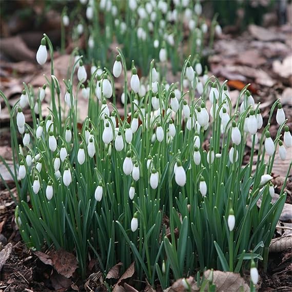 Snowdrop Bulbs/Mix Golden Jade Carving Feels Perfect/UK Now Simple ...