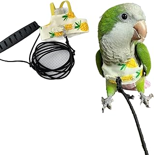 The Basics Of Budgie Flight: Can These Birds Really Fly? | PetShun