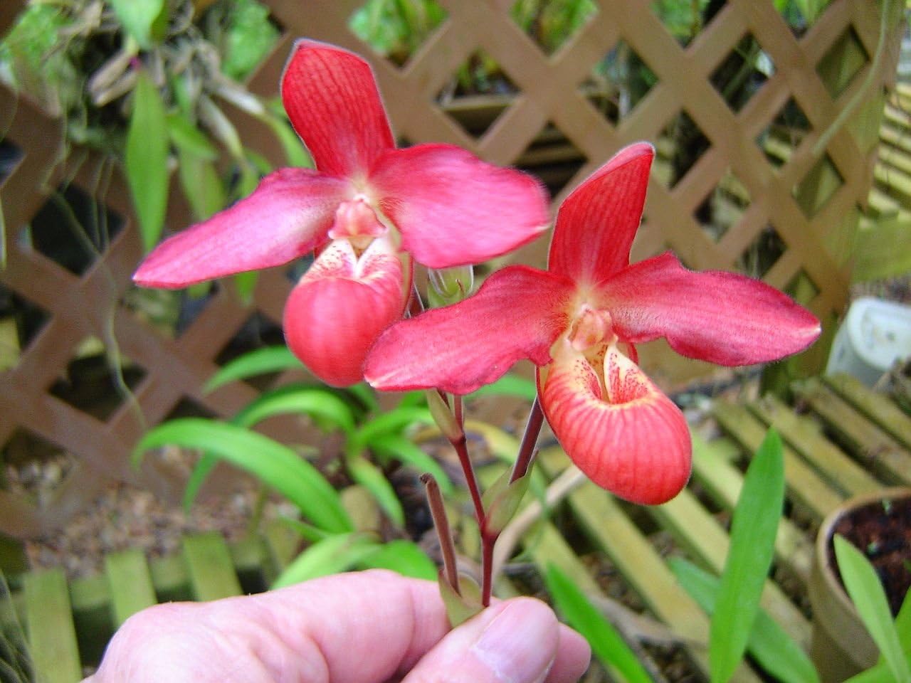 Amazon.com : Hard to find Phrag Andean Fire orchid blooming size 16 ...