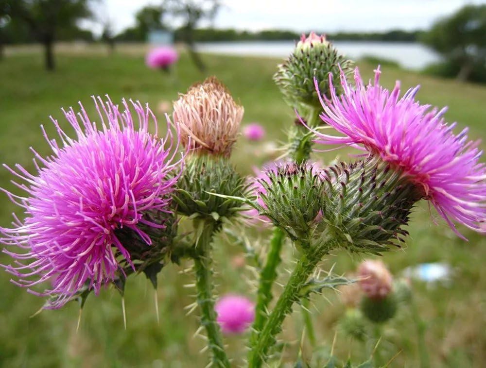 Amazon.com : 25 Blue Thistle Seeds to Plant - Rare Swiss Alps Thistle ...