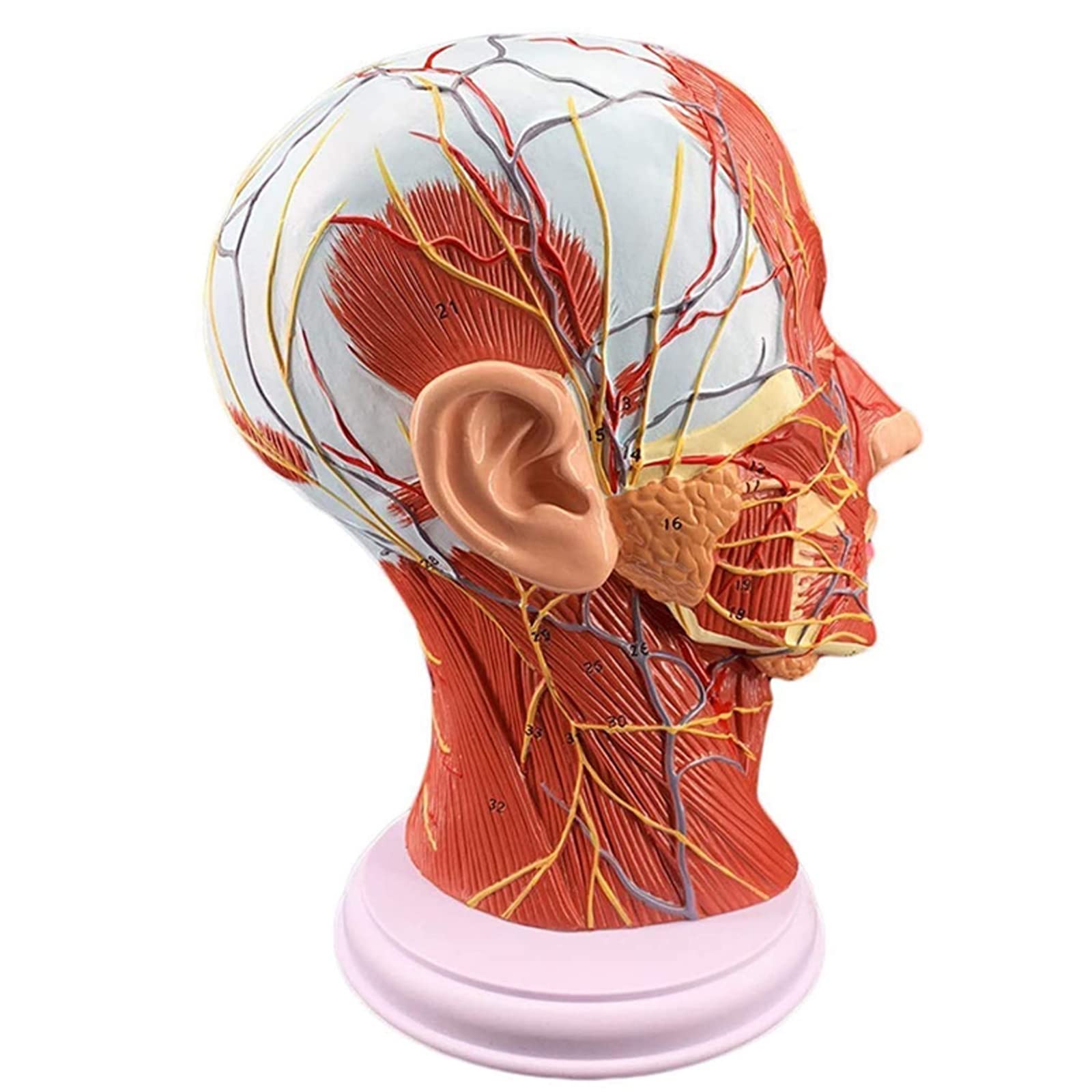 Buy 1:1 Human Head Superficial Neurovascular Model Study Model ...