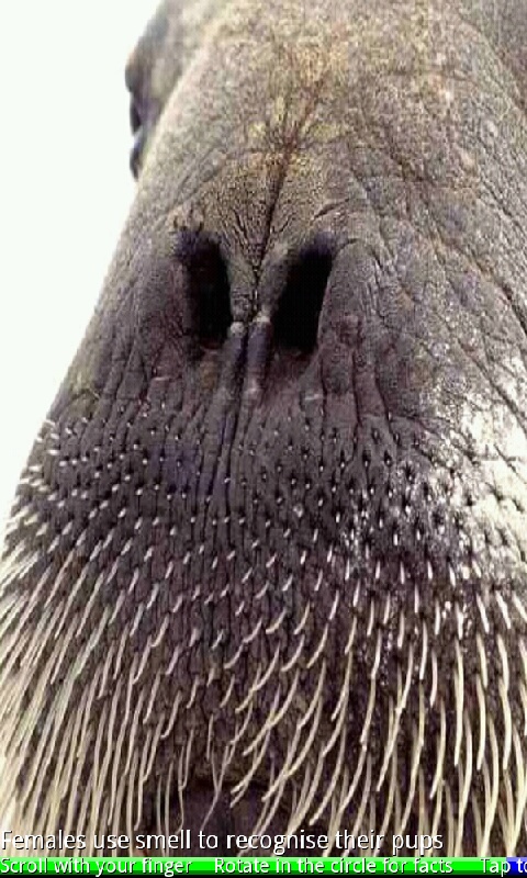 Animal Noses 2 - App on the Amazon Appstore