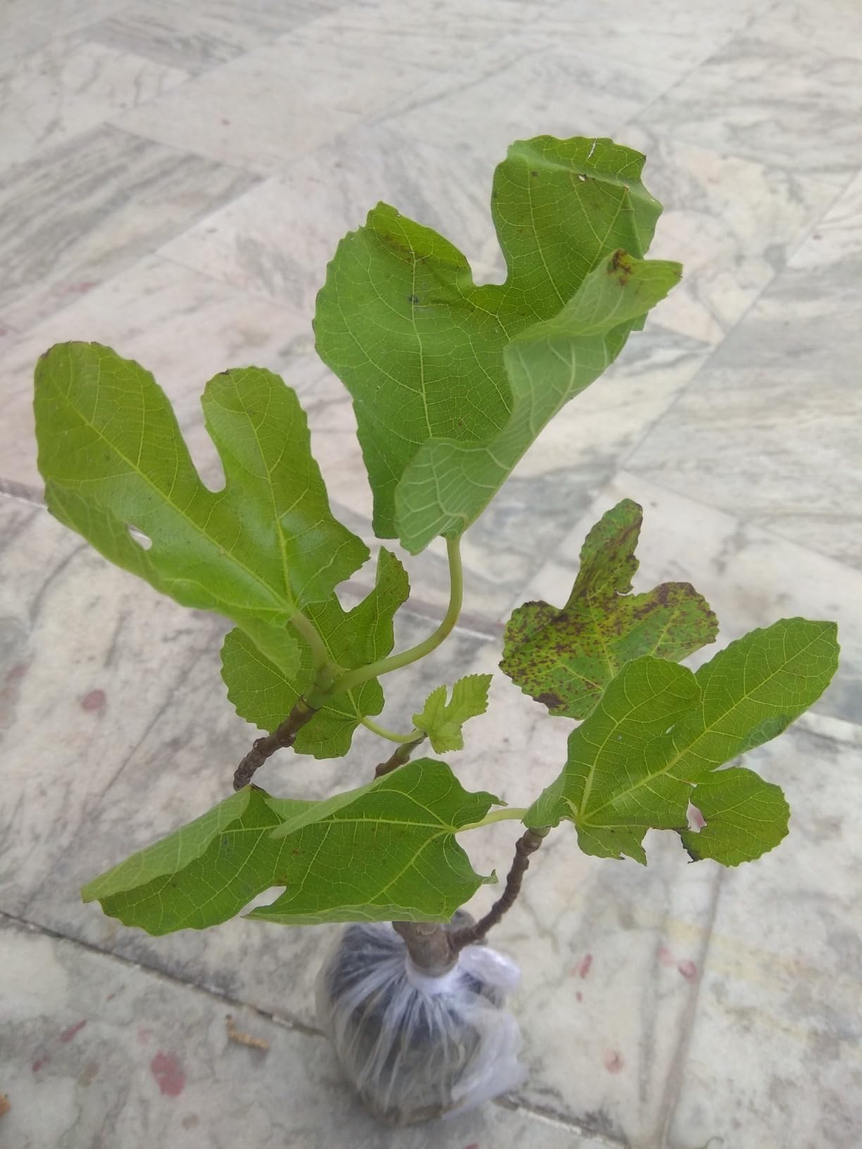 GreenEarth Original Poona Variety All Time Anjeer Fig Plant, Hybrid ...