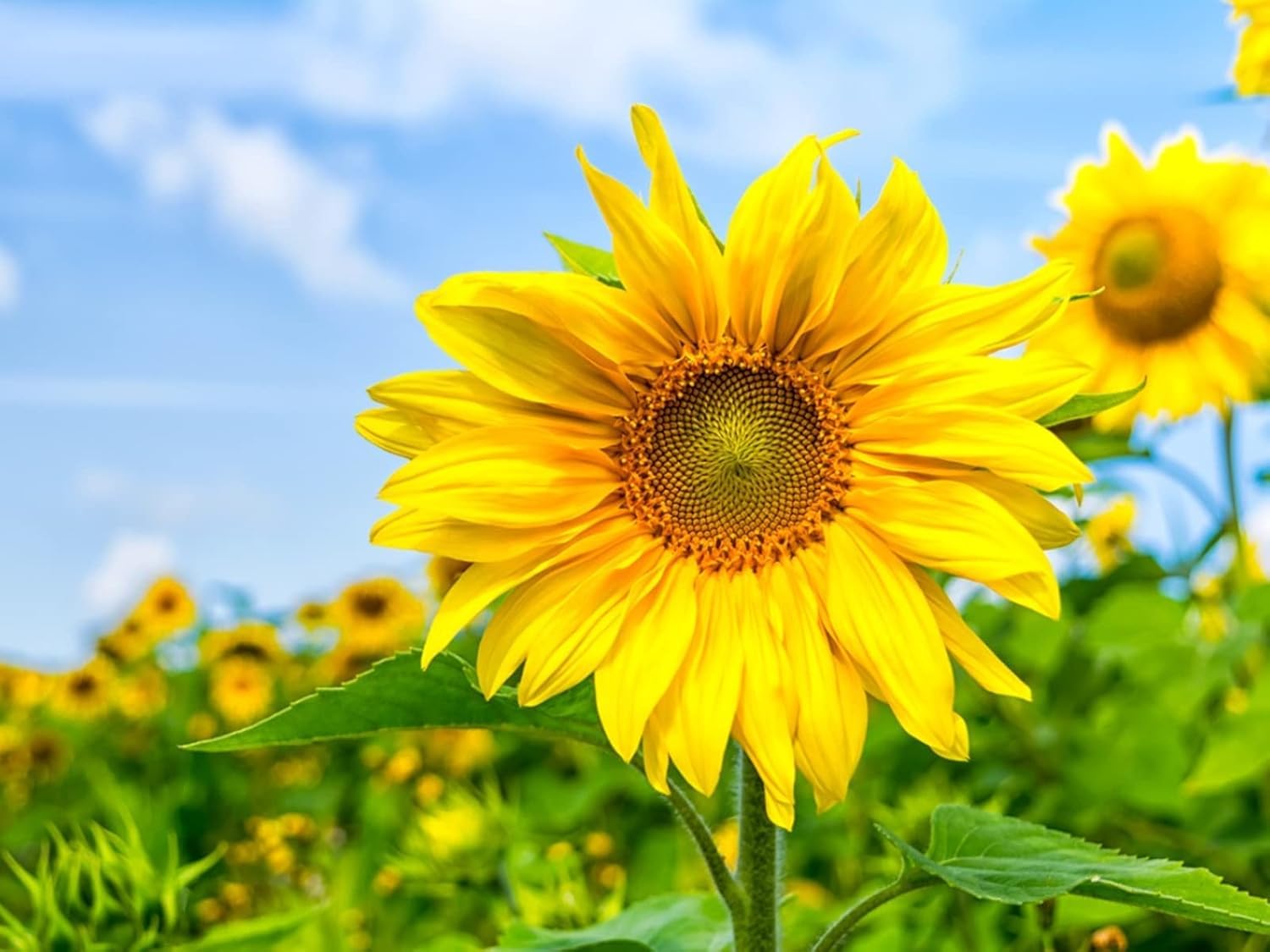 Sunflower Yellow Color