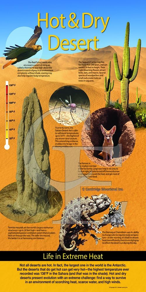 Amazon.com: Extreme Heat Desert Large Educational Laminated Poster for ...