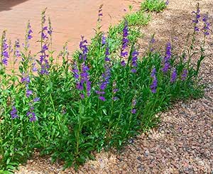 Amazon.com : Penstemon secundiflorus (Benth. – sidebells penstemon ...
