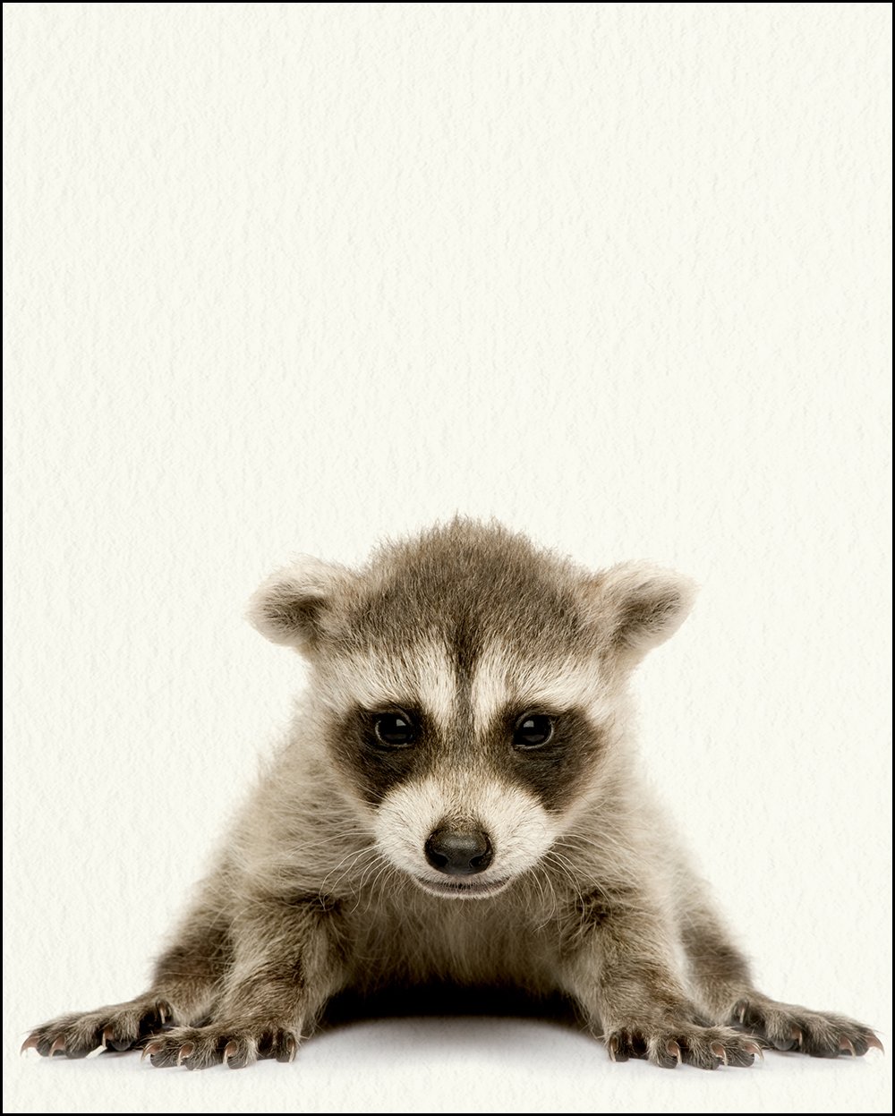 Raccoon Babies