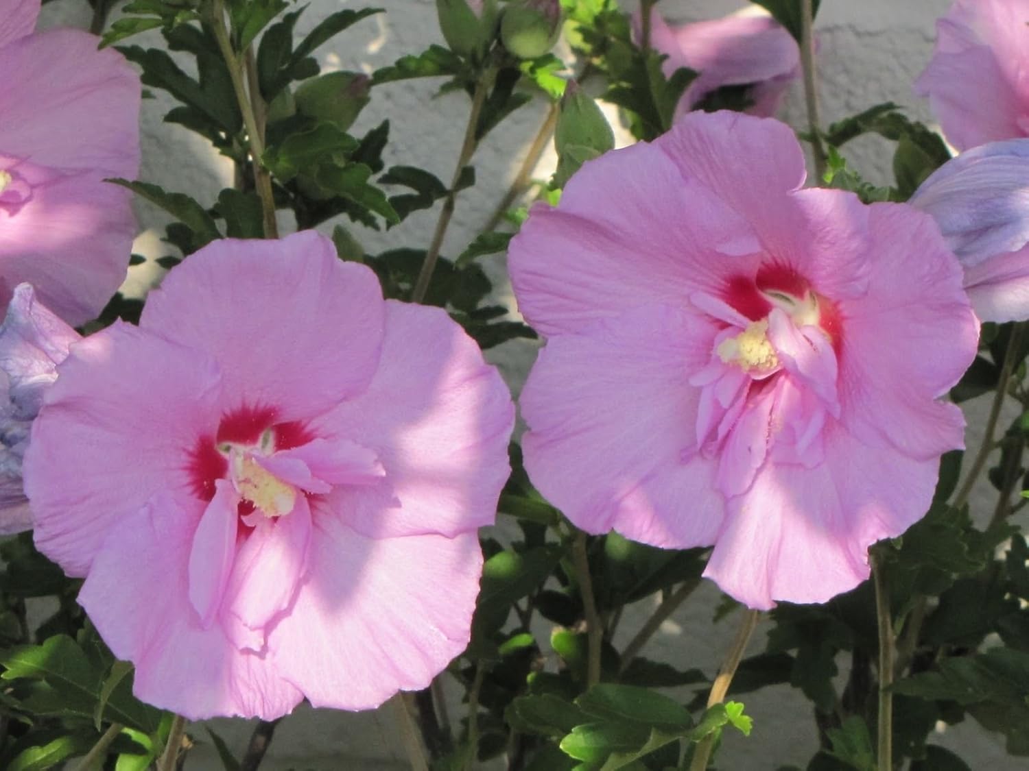 Amazon.com : 1 Pink Rose-of-Sharon LIVE PLANT SEEDLING/SAPLINGS Bush ...