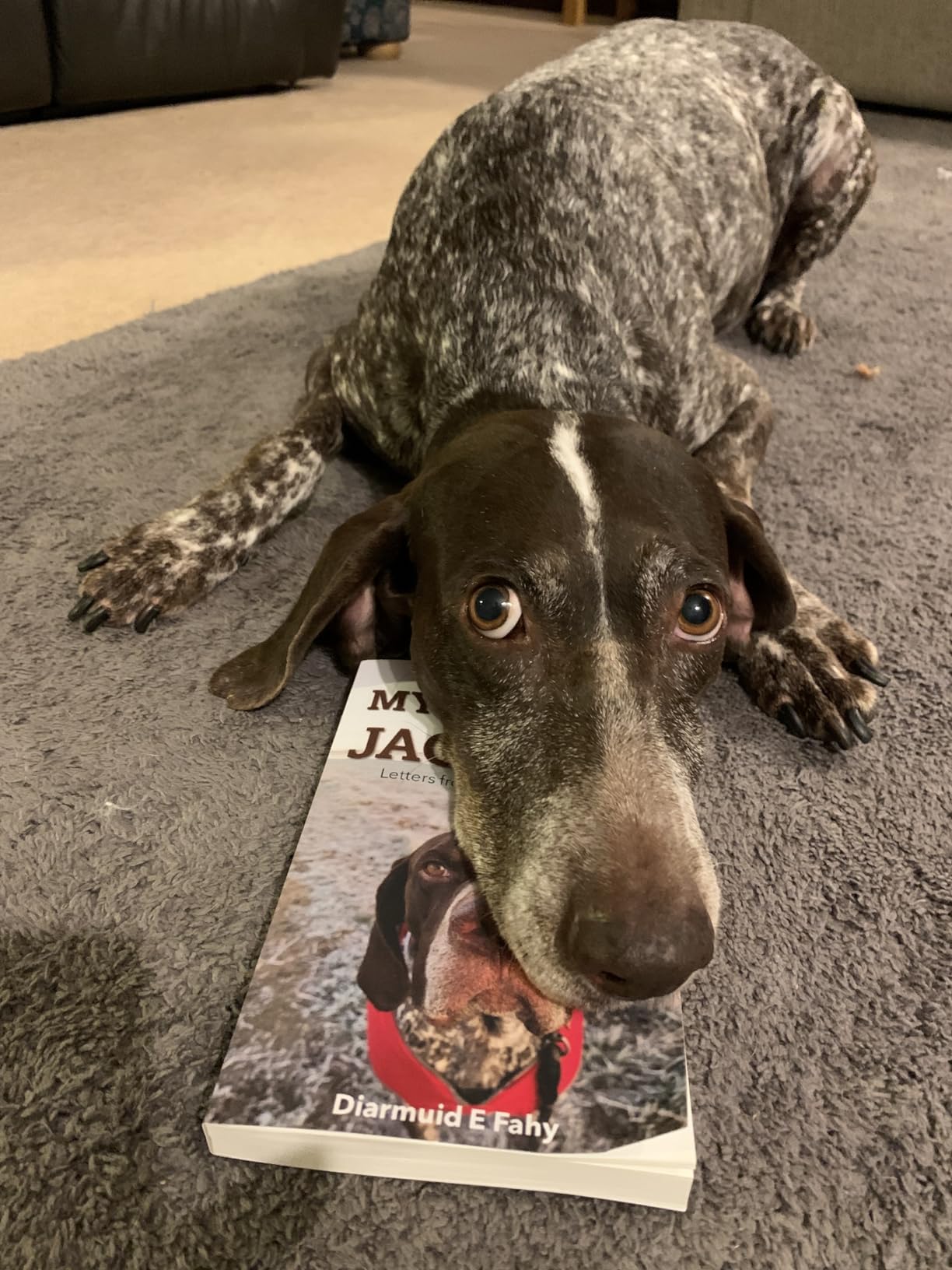 My Name is Jackson: Letters from a rescue dog : Fahy, Diarmuid E ...