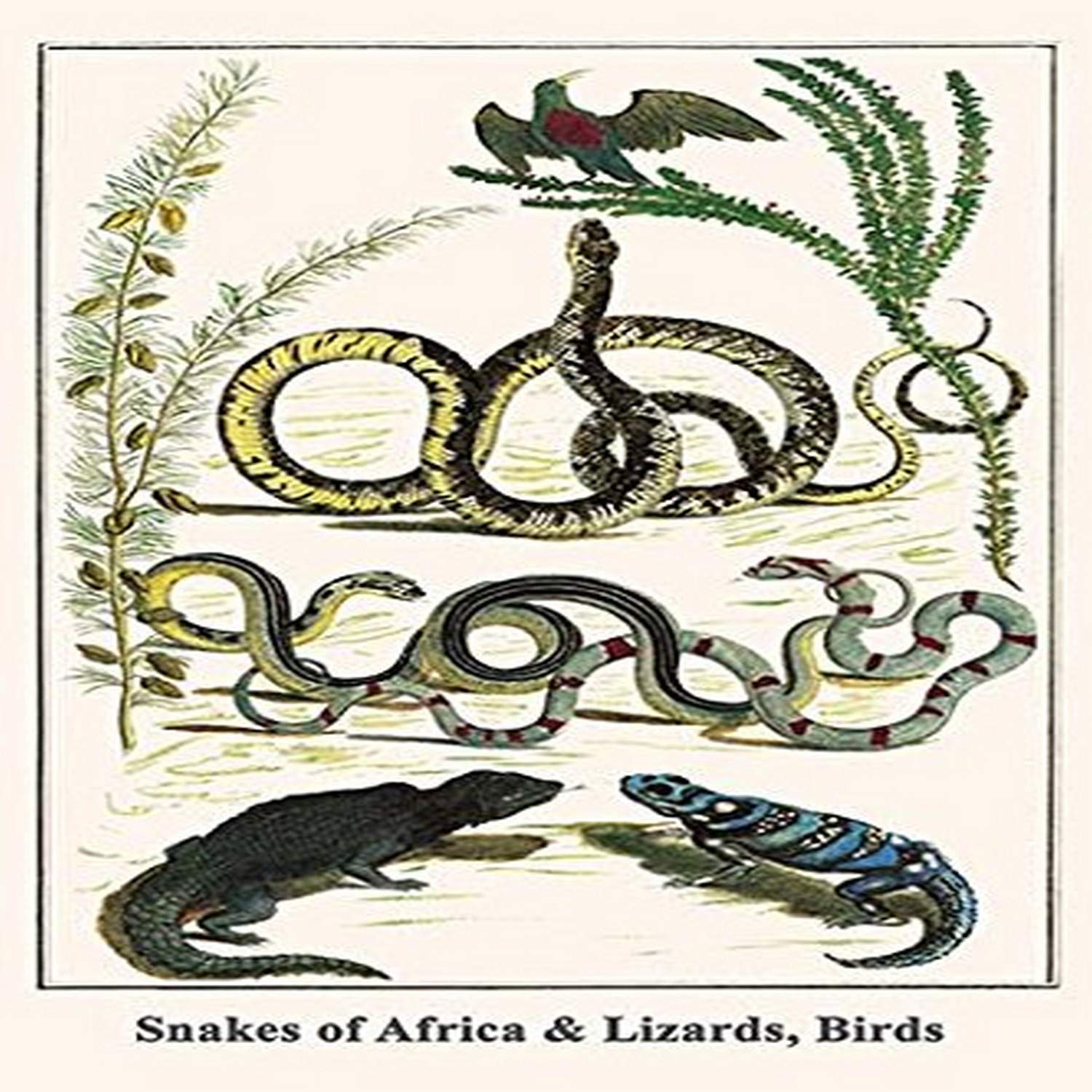 African Snake Art
