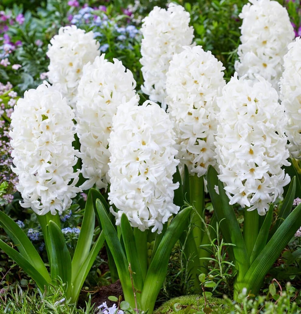 Amazon.com : Votaniki White Pearl Hyacinth Bulbs - Hyacinthus ...
