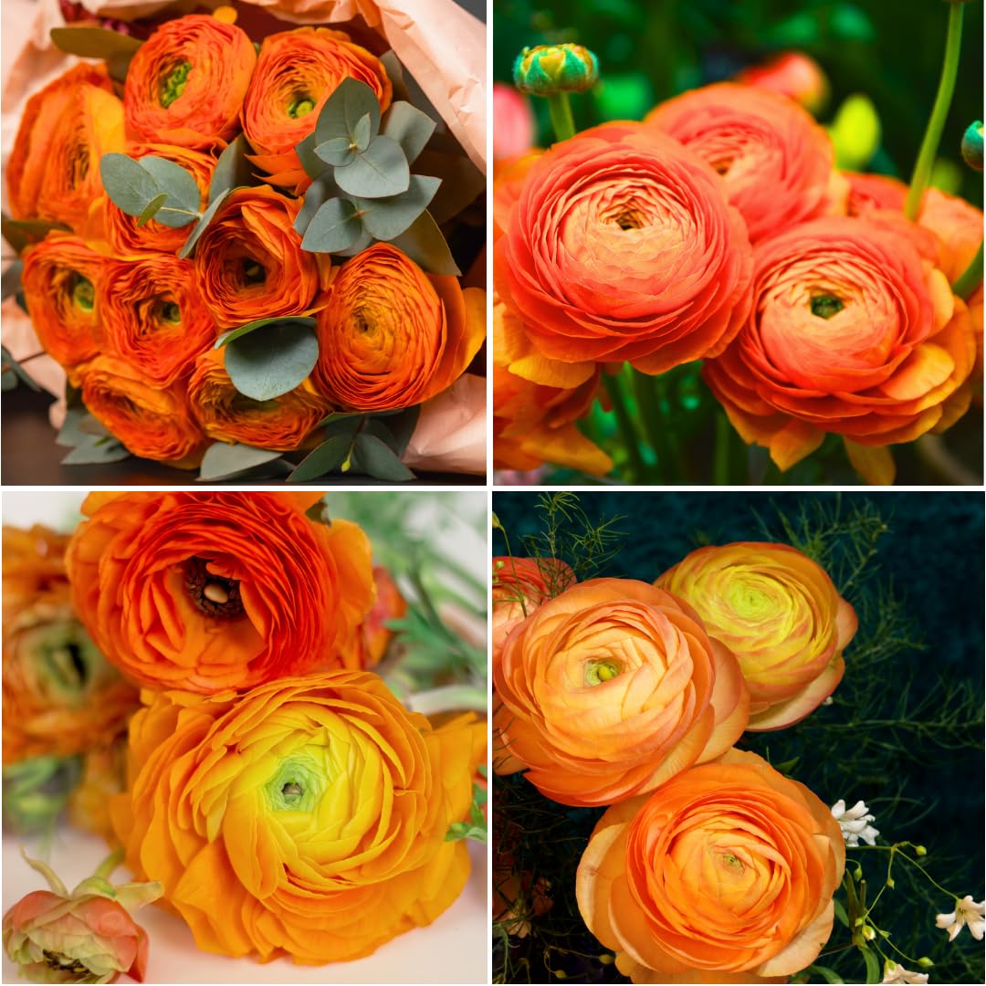 Amazon.com : Ranunculus Bulbs for Spring Planting, 30 Orange Ranunculus ...