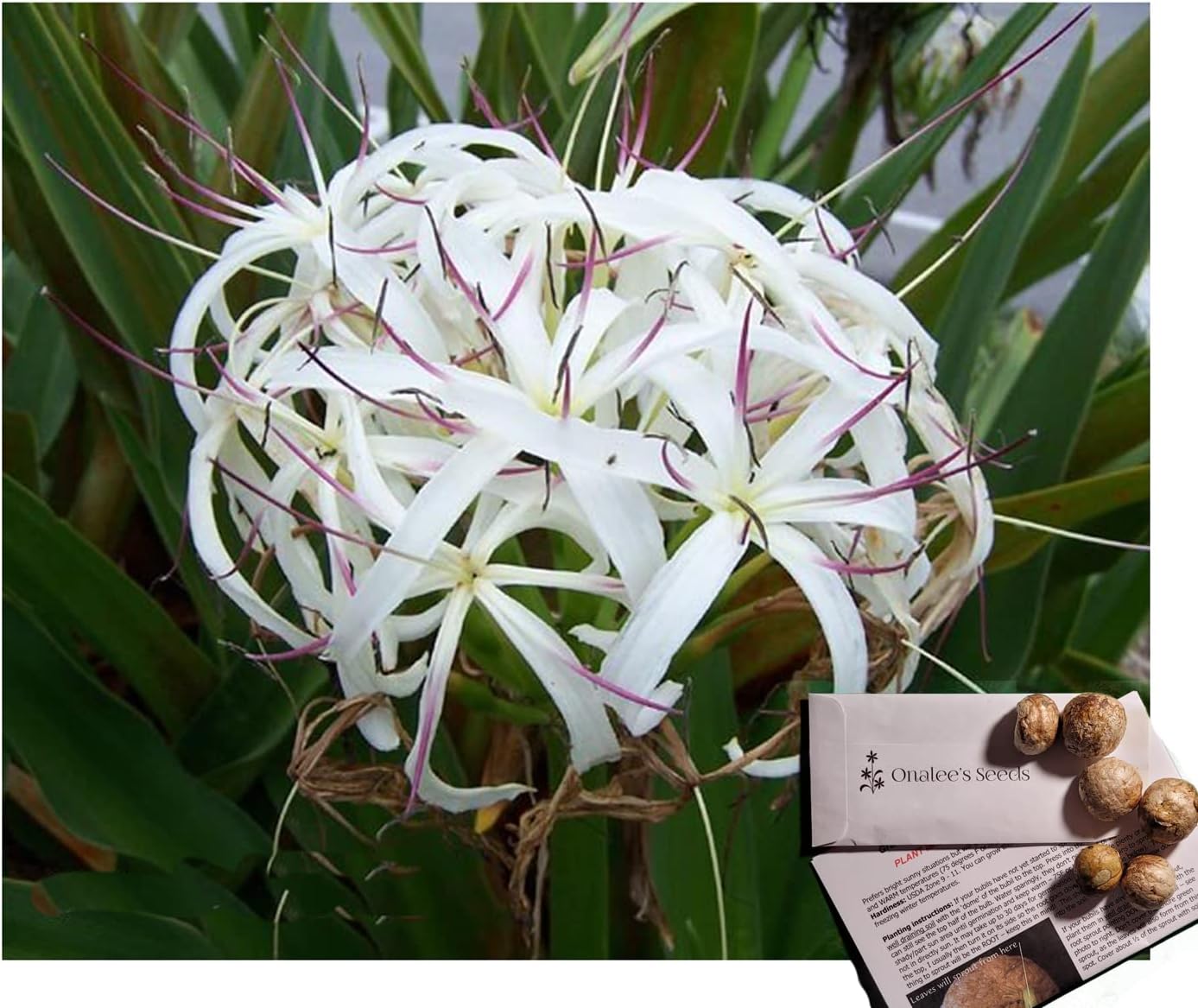 Amazon.com : Onalee's Seeds Crinum Lily: Fragrant White Giant, Grand ...