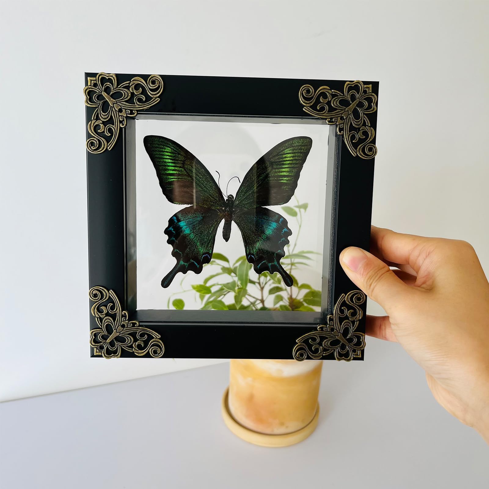 Amazon.com - Insect Display Case, Insect Display Box,Butterfly Shadow ...