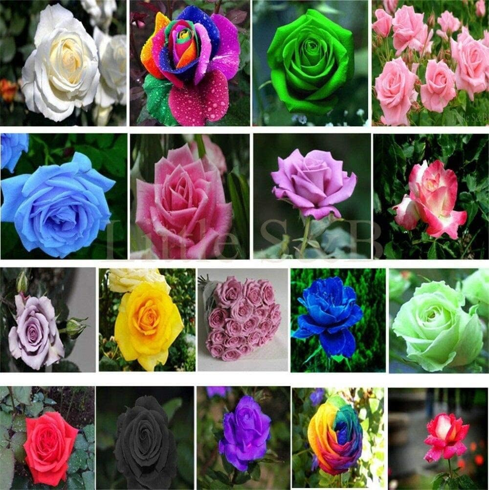 Earth Hopper 40 Variety Mix Color Rose Seeds - Pack Of 60 Seeds ...