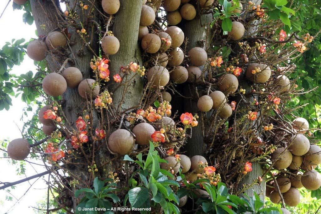Creative Farmer Live Plant Indoor Nagakeshara (Cannonball Tree) Naaga ...