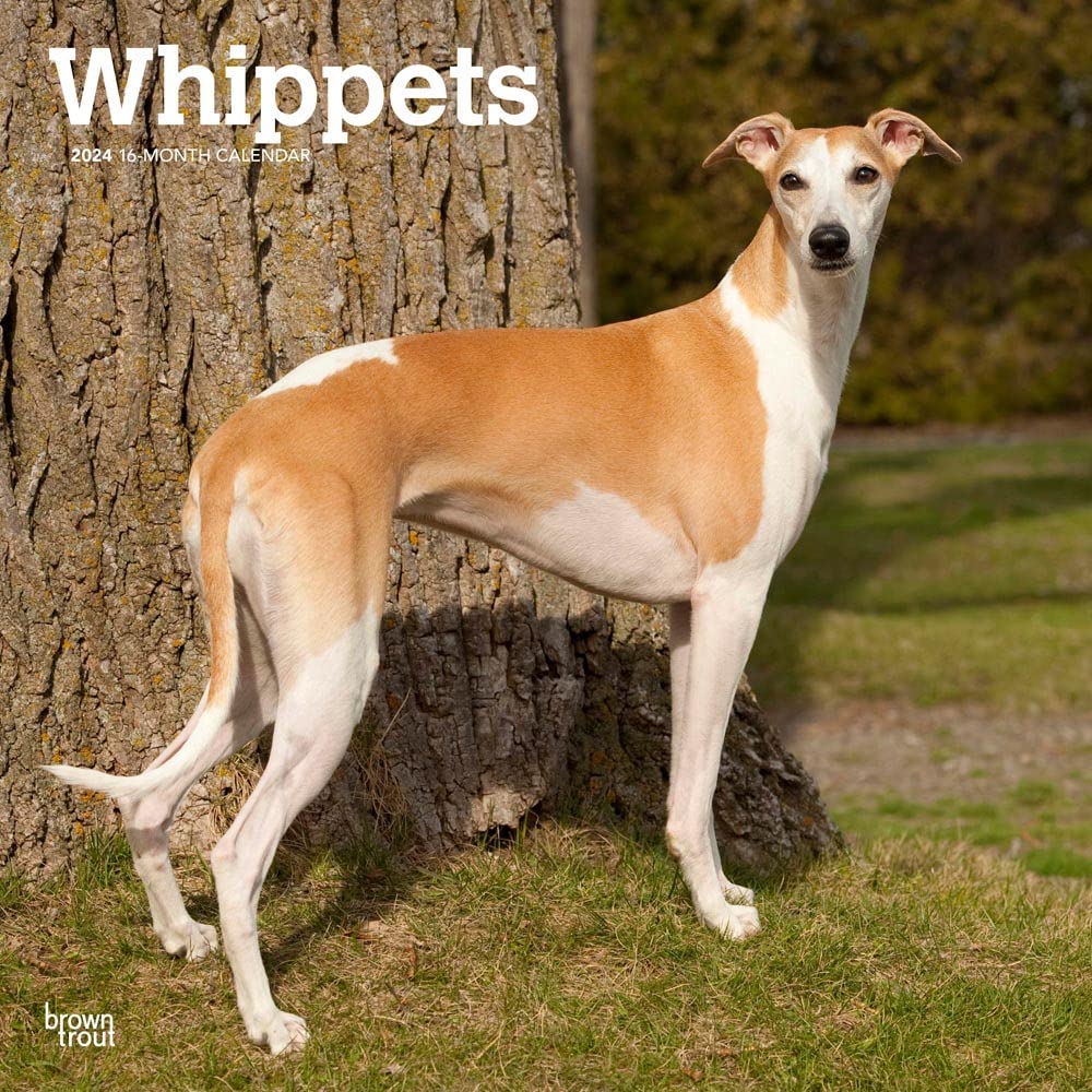 Whippets | 2024 12 x 24 Inch Monthly Square Wall Calendar | BrownTrout ...