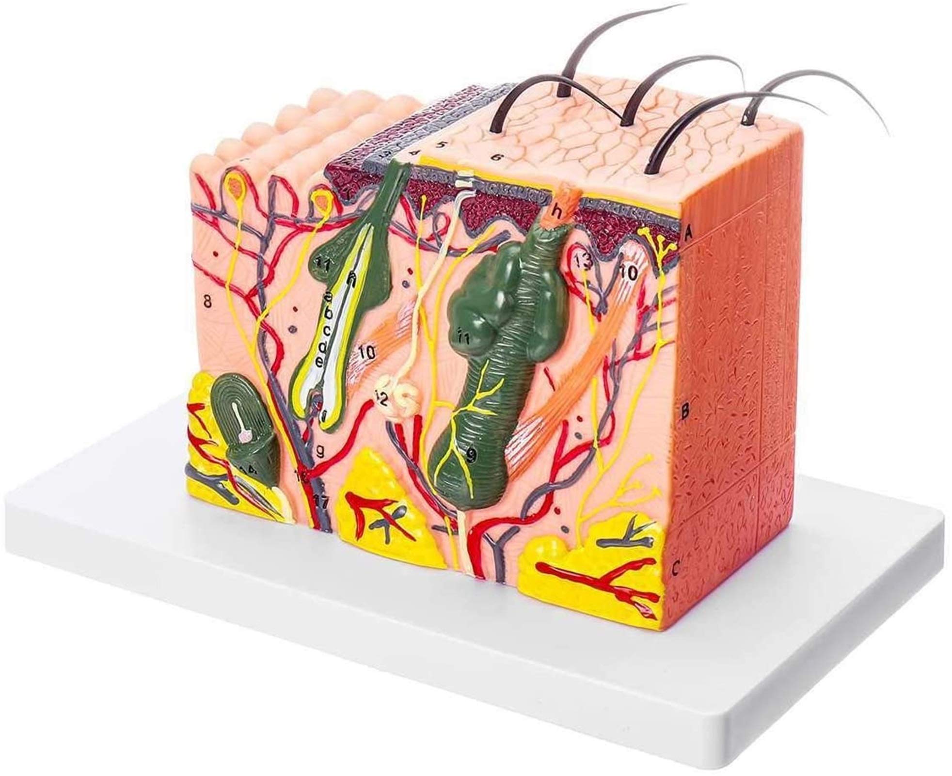 Buy QIQIZHANG Anatomy Model, 1pc 35 Times Magnified 3D Human Skin Model ...