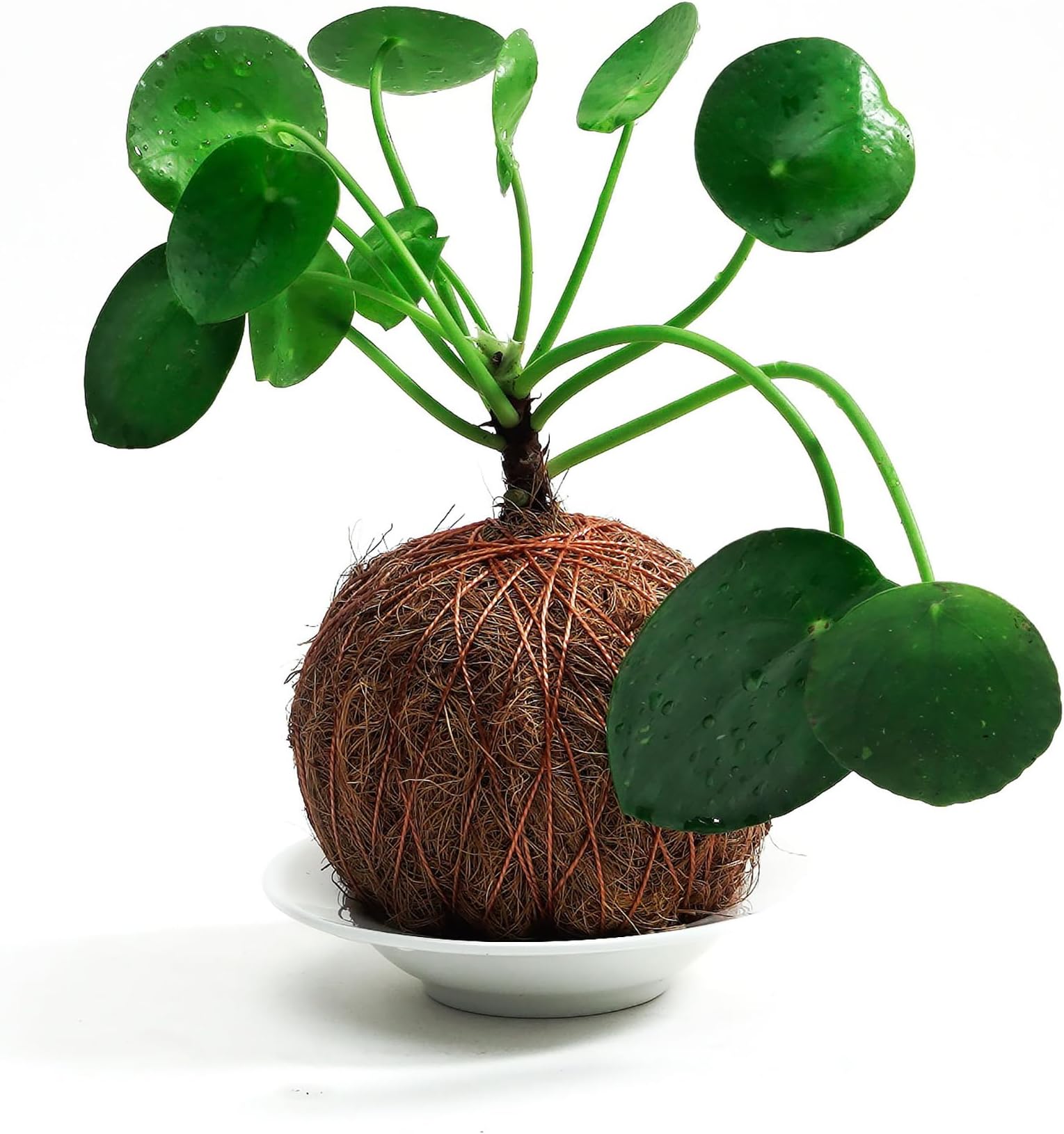 Amazon.com : QAUZUY GARDEN 10 Pilea Peperomioides (UFO Plant/Pancake ...