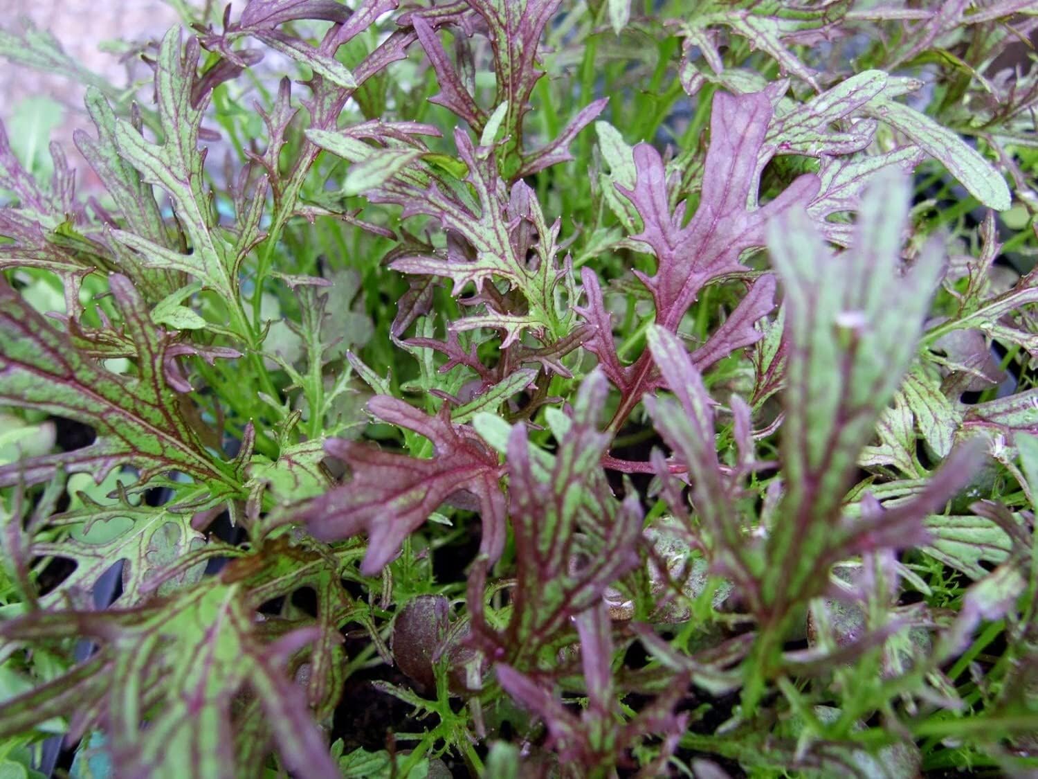 Amazon.com : 1000 Osaka Purple Mustard Seeds for Planting Heirloom Non ...
