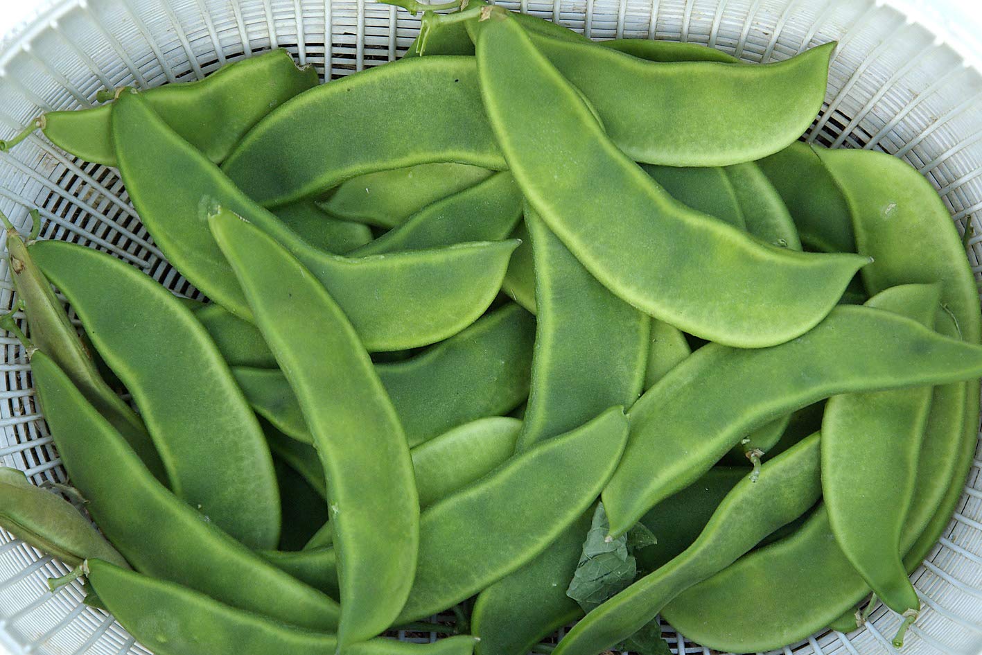 MaliaGarden FLAT LIMA BEAN Vegetable Seed -Green Sem -Pack of 20 Seeds ...