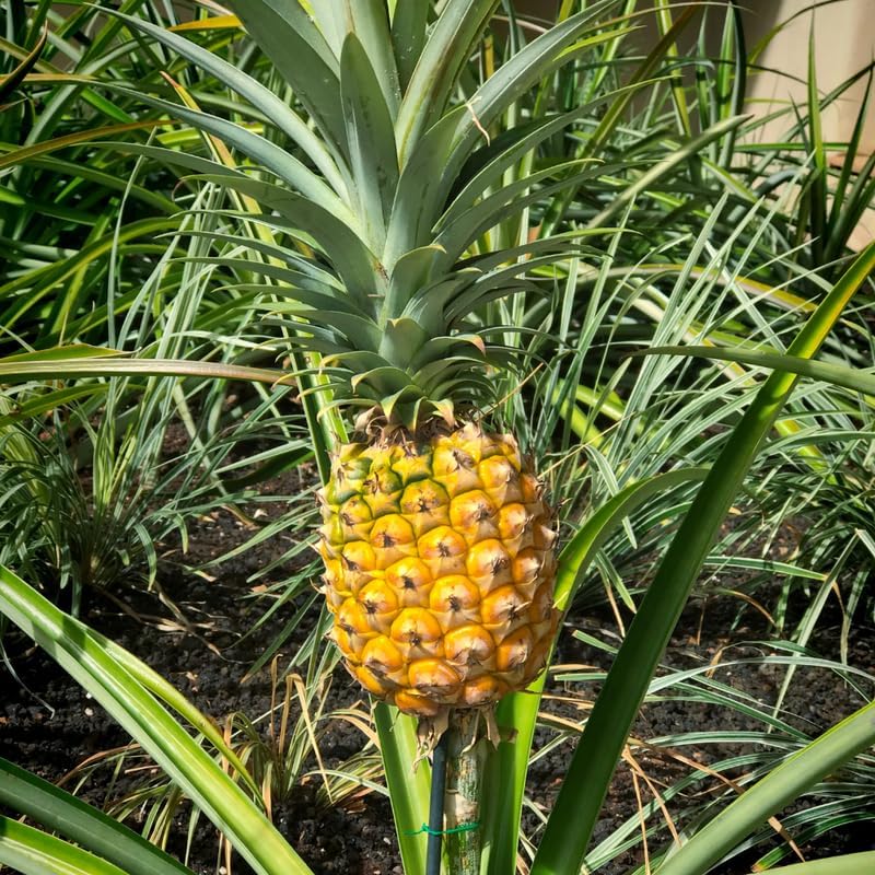 Amazon.com : 2 Gold Pineapple Plants Live to Grow 5 to 8 Inch Tall, Sweet Pineapple Fruit Tree ...