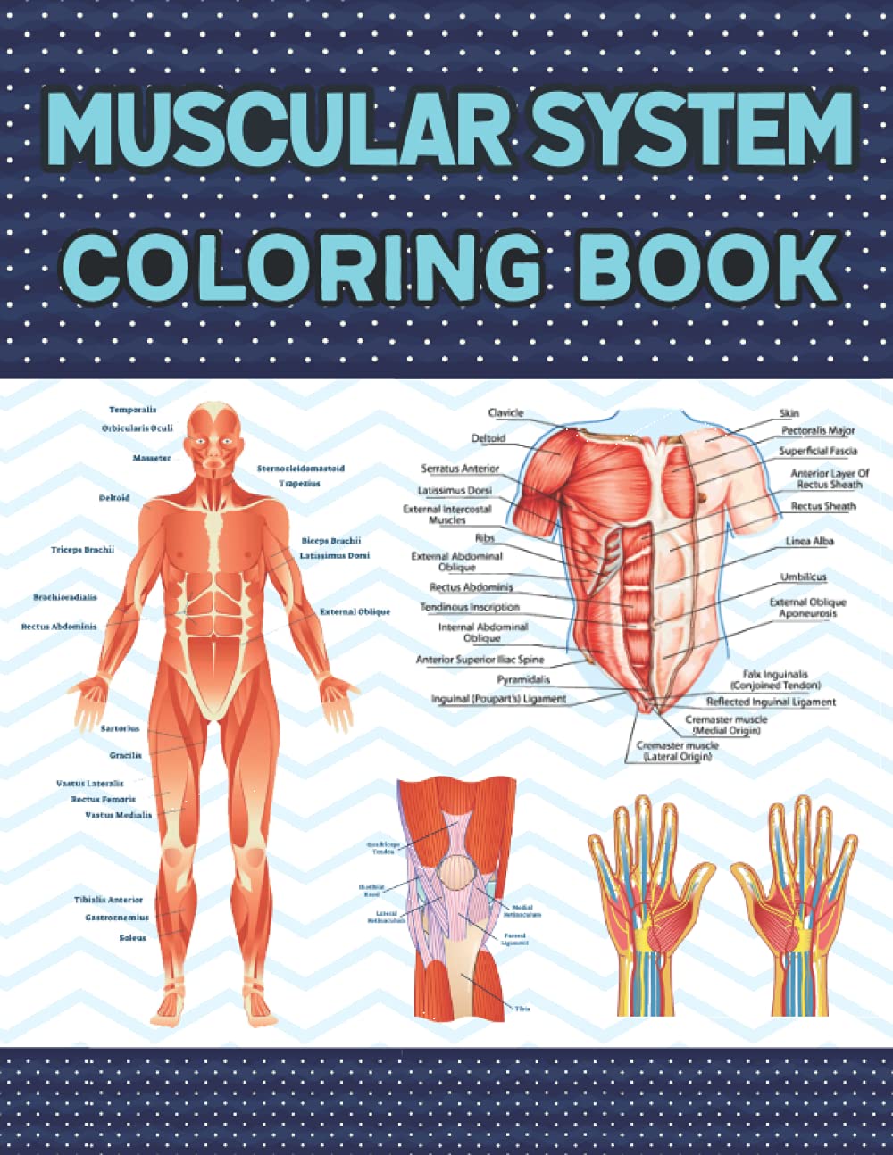 Muscular System Coloring Book Human Muscular System Coloring Book For ...
