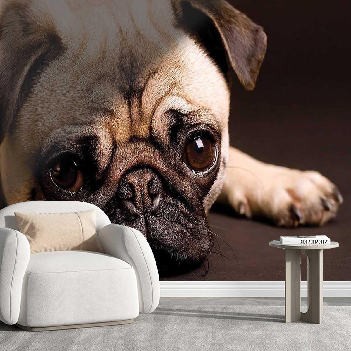 Funny Pug Wallpaper Screensaver Funny Pug Wallpapers Wallpaper Cave