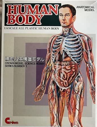 Amazon.co.jp: HUMAN BODY Precision Human Structure Model : Toys & Games