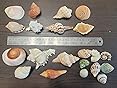 Amazon.com: 20 PCS Large Seashells Mixed Beach Sea Shells Conch and ...