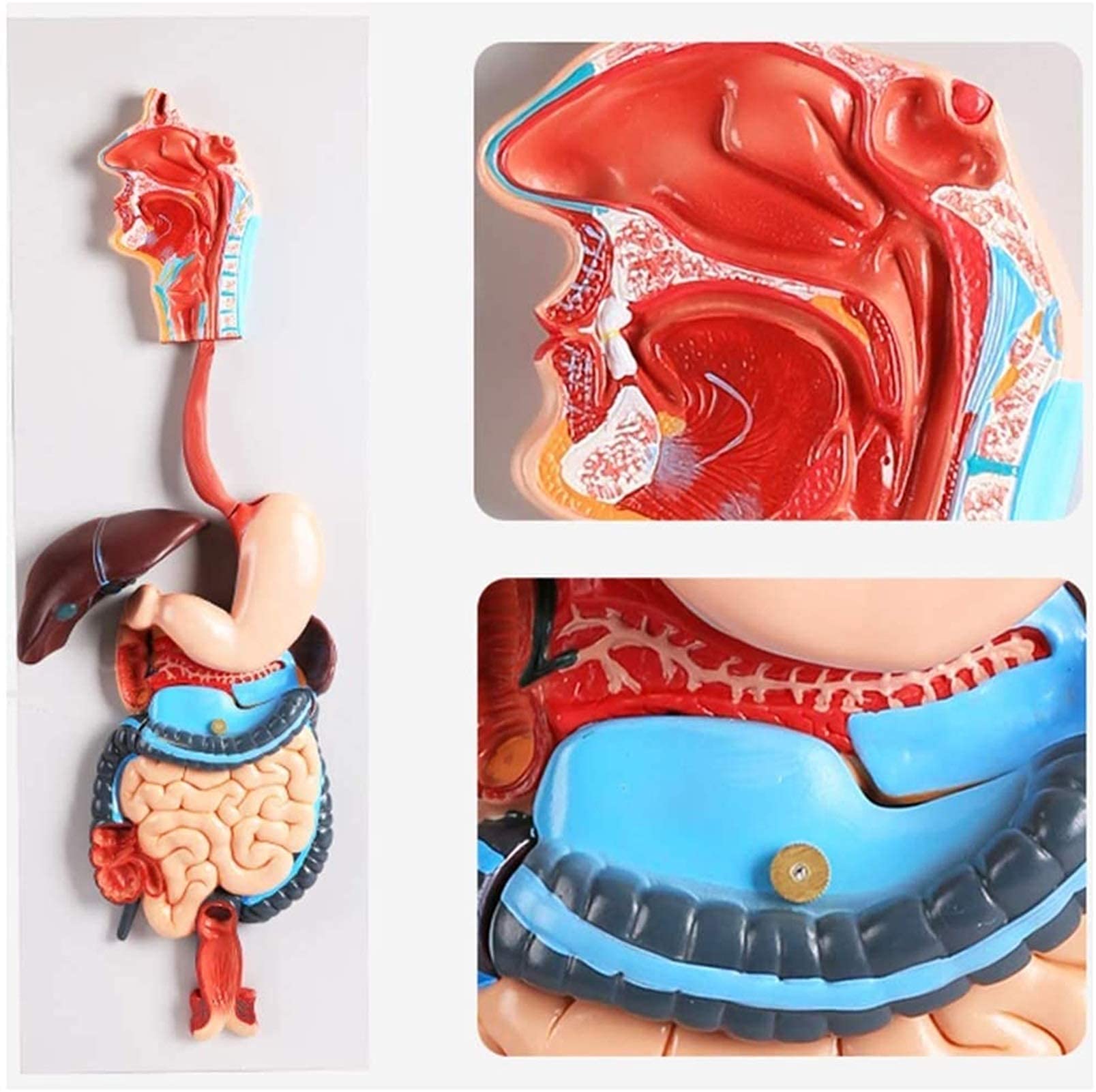 Anatomia Do Sistema Digestivo Cadaver Vetores De Sistema Digestivo