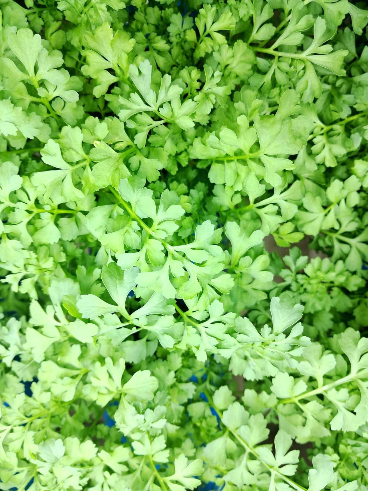 Urban Platter Watercress Seeds Shaker Jar, 150g / 5.3oz [Halim, Asario ...